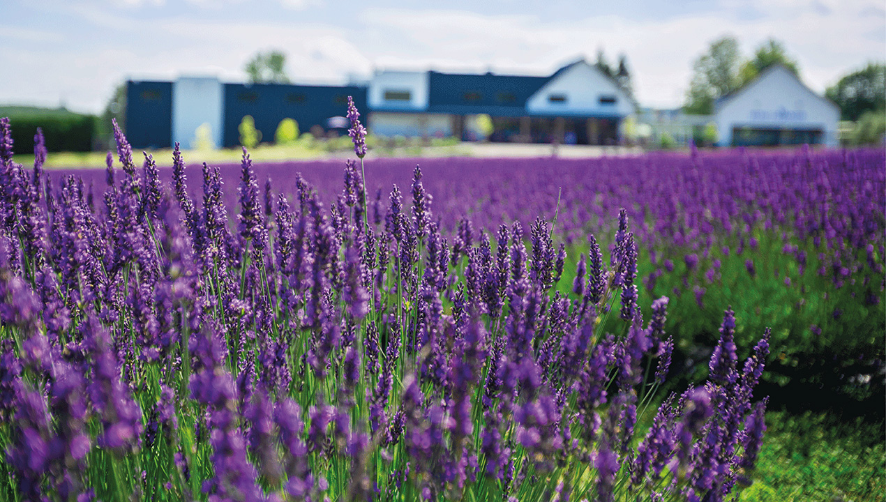 Live summer in color, live the Bleu Lavande summer — Enjoy winter in Quebec