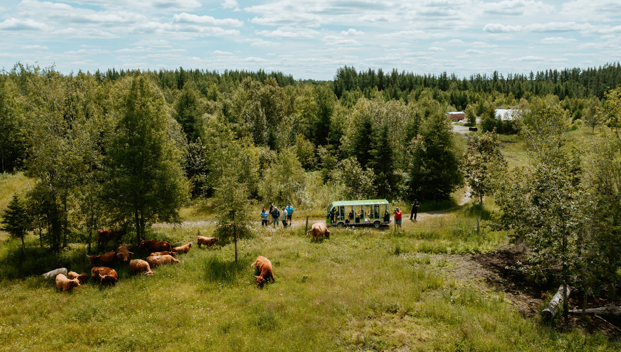 Experience authentic nature at Chalets Villégiature Pourvoirie Daaquam ...