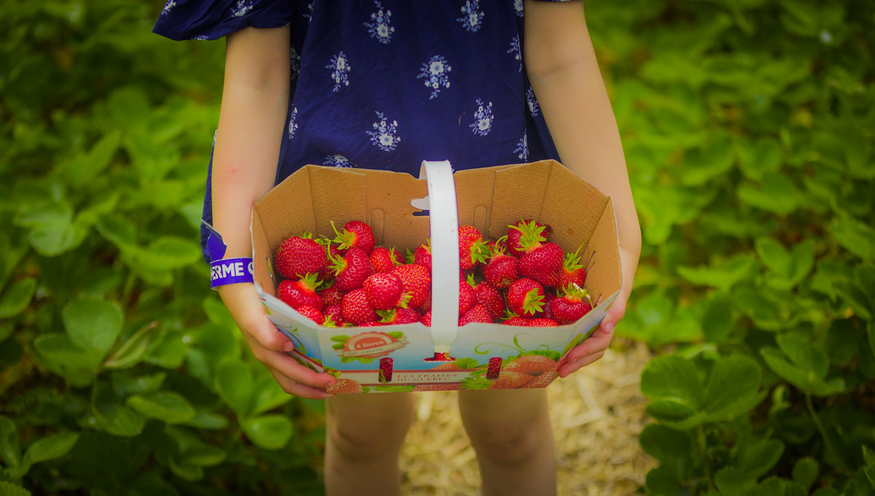 Quinn Farm, a family farm for u-pick — Enjoy winter in Quebec