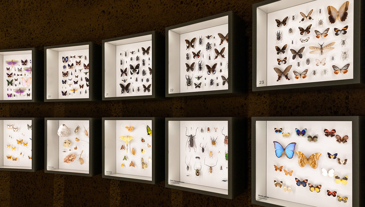 Discover a little-known world at the Insectarium — Enjoy winter in Quebec