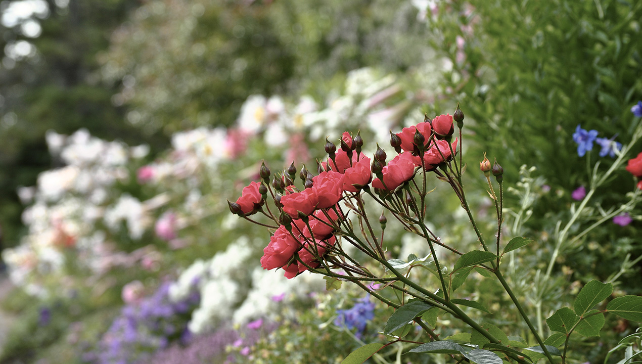 The Reford Gardens: an open-air living museum — Enjoy winter in Quebec