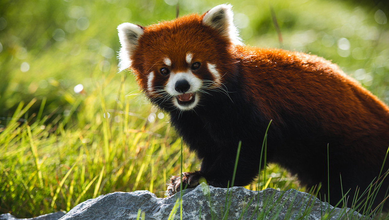 This summer, get your fill of nature at the Zoo sauvage de Saint ...