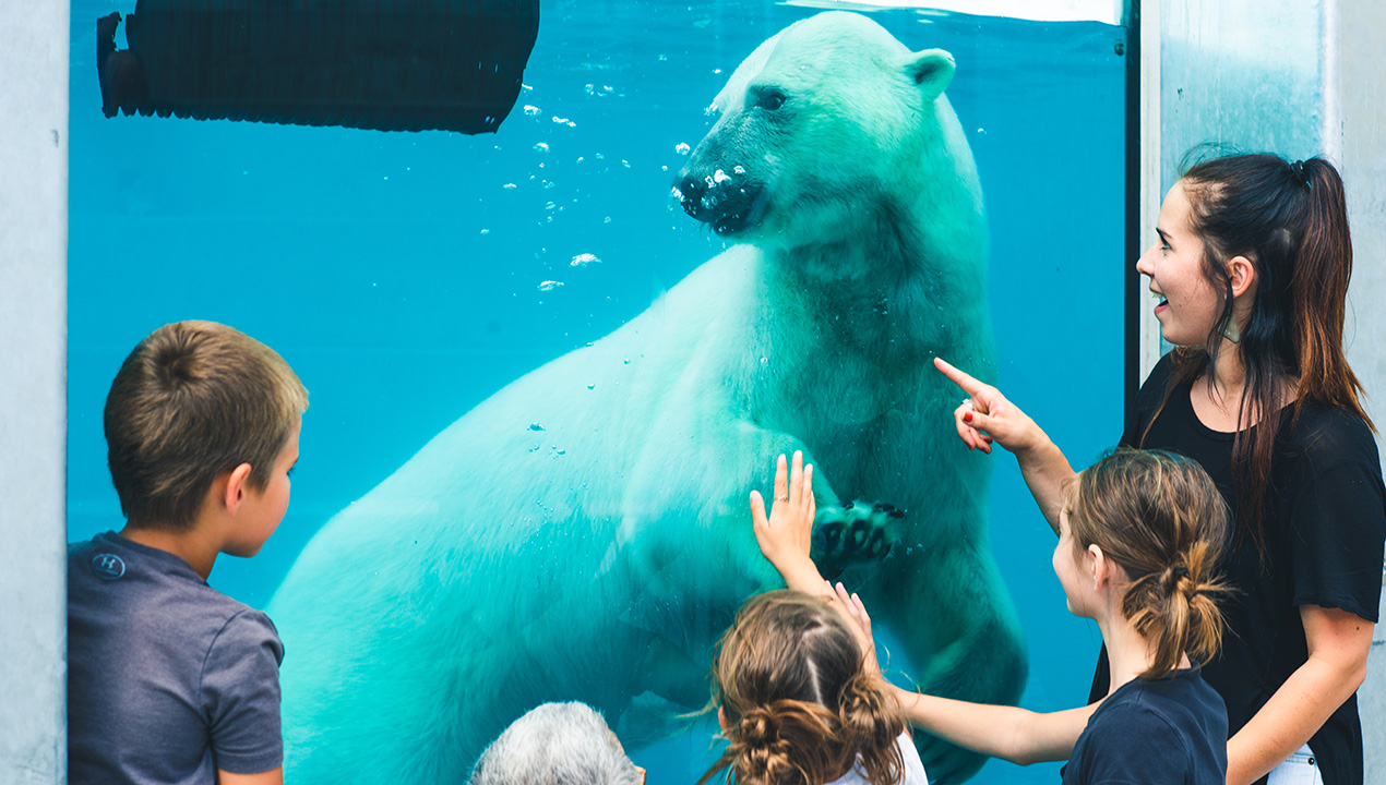 This summer, get your fill of nature at the Zoo sauvage de Saint ...