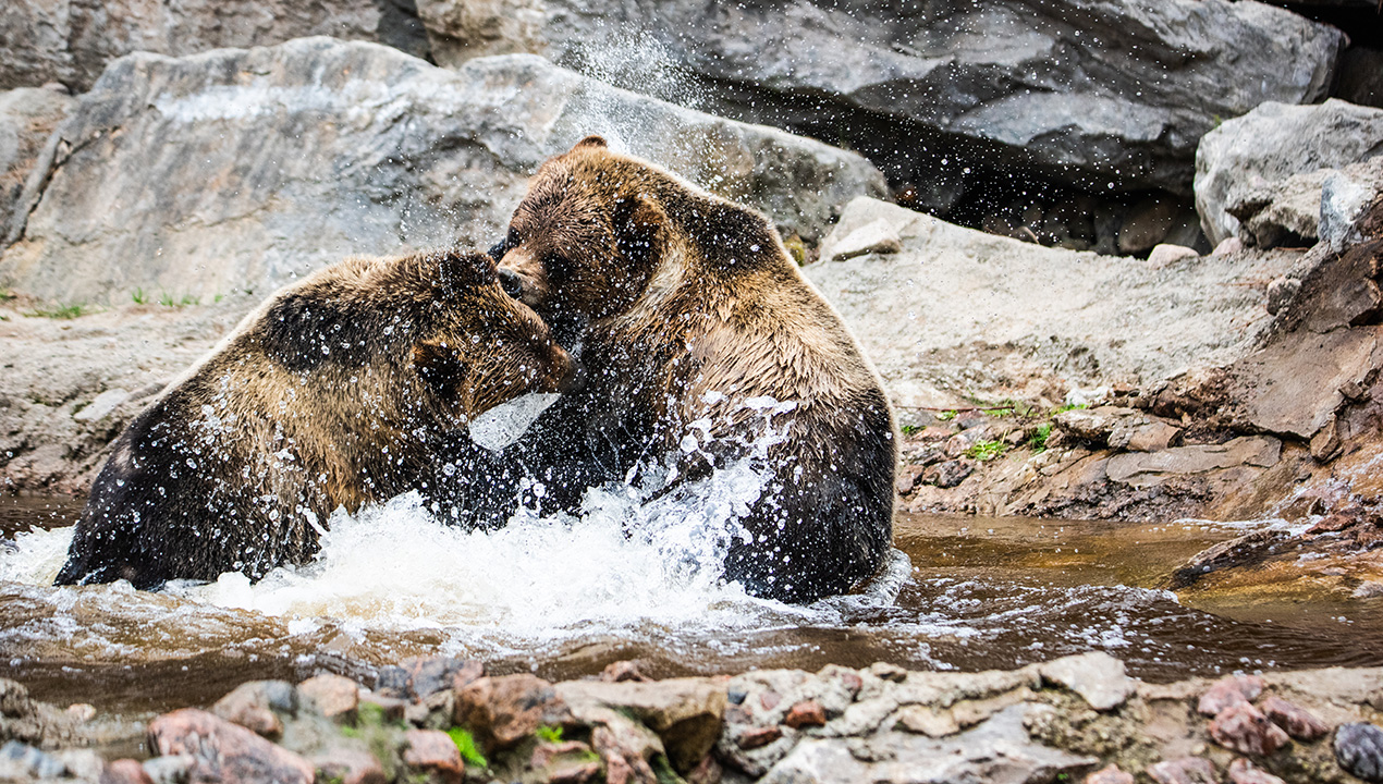 This summer, get your fill of nature at the Zoo sauvage de Saint ...