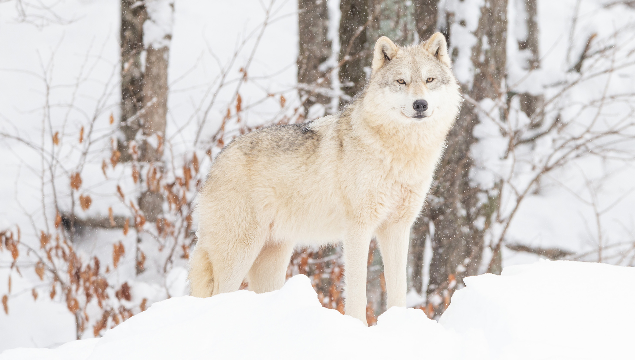 Enjoy winter at Parc Omega — Enjoy winter in Quebec