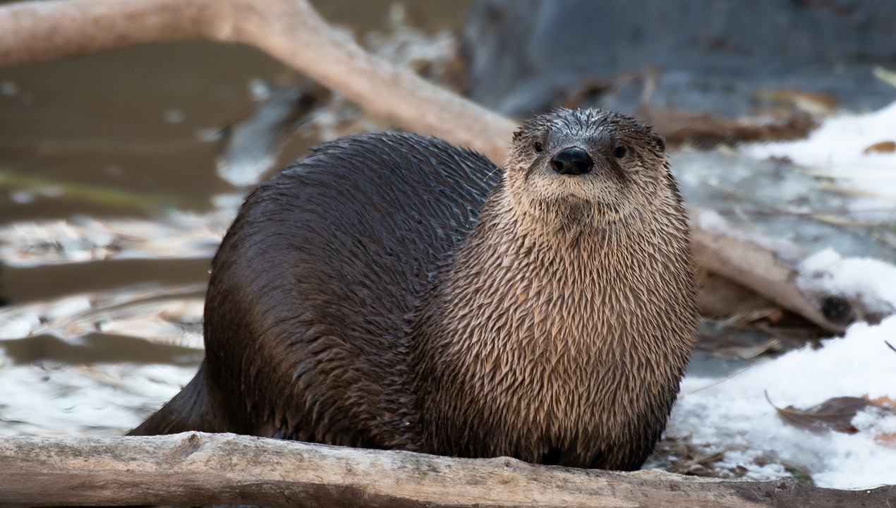 Visit the Ecomuseum Zoo: a naturally responsible activity — Enjoy ...