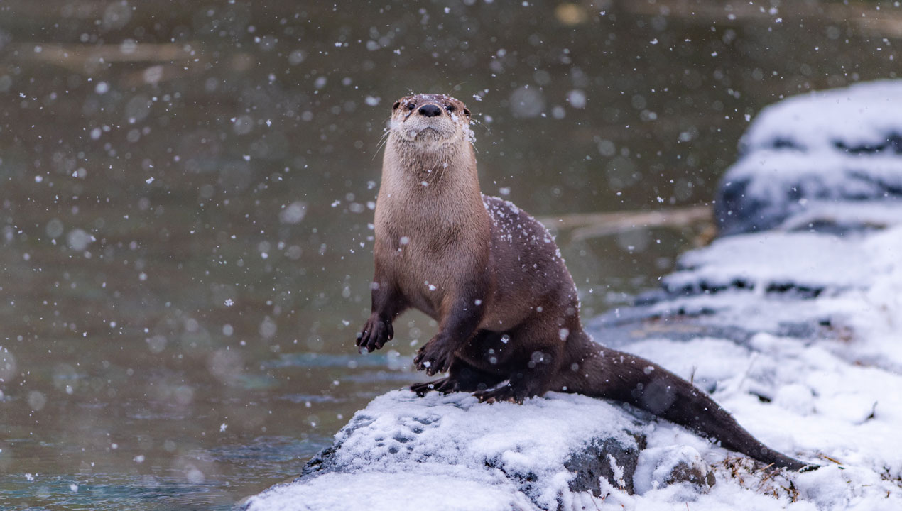 Visit the Ecomuseum Zoo: a naturally responsible activity — Enjoy ...