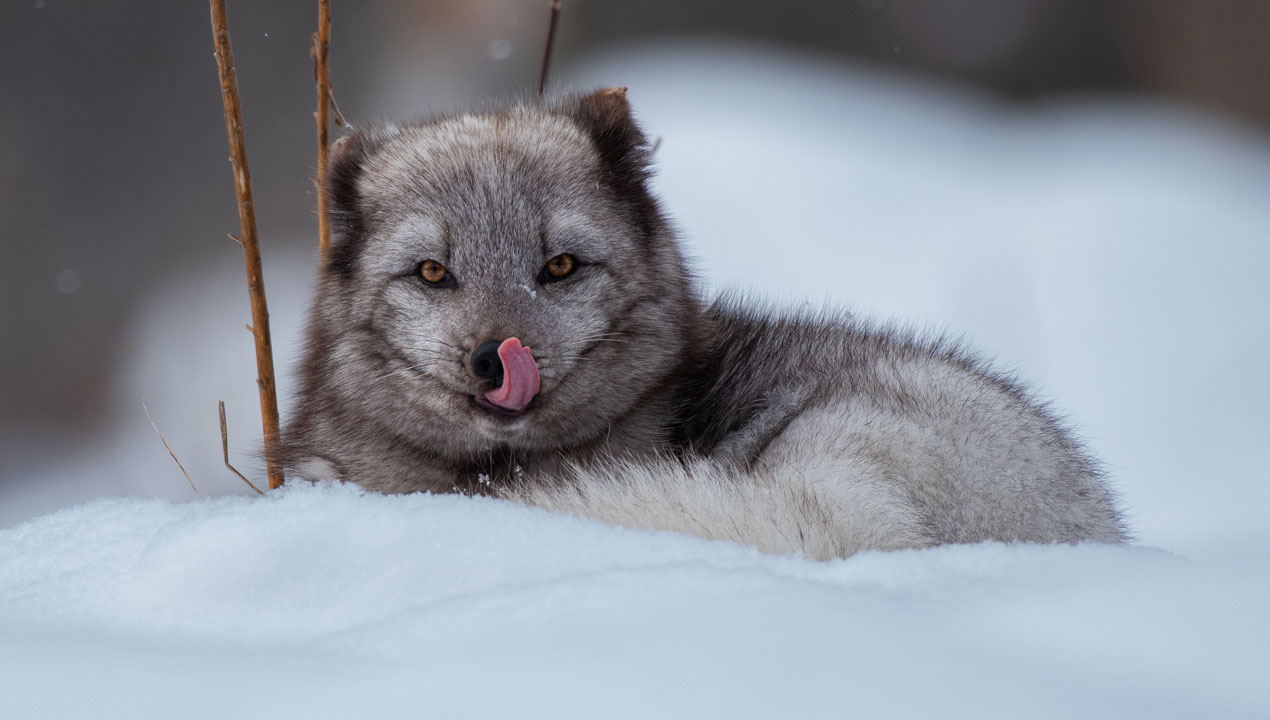 Visit the Ecomuseum Zoo: a naturally responsible activity — Enjoy ...