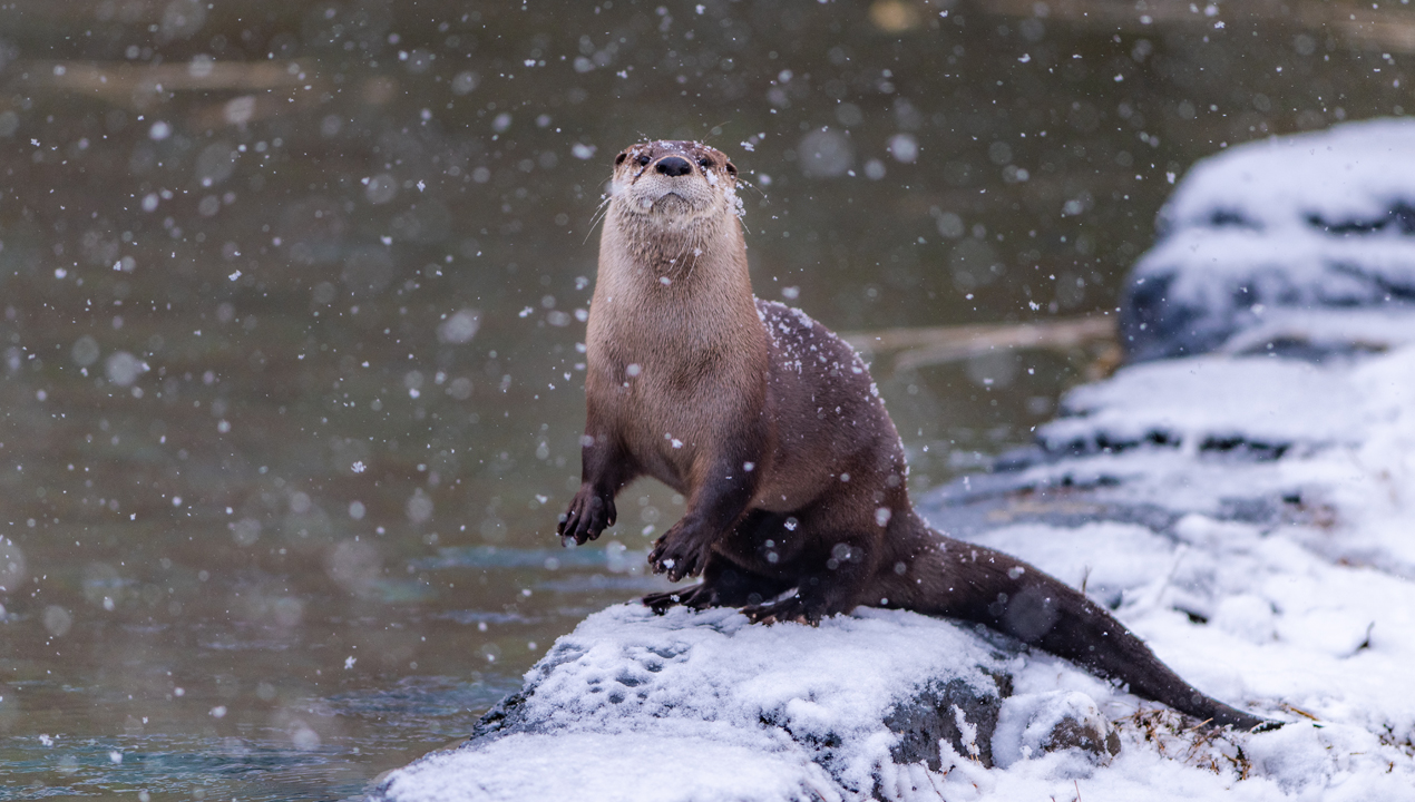 Visit the Ecomuseum Zoo: a naturally responsible activity — Enjoy ...