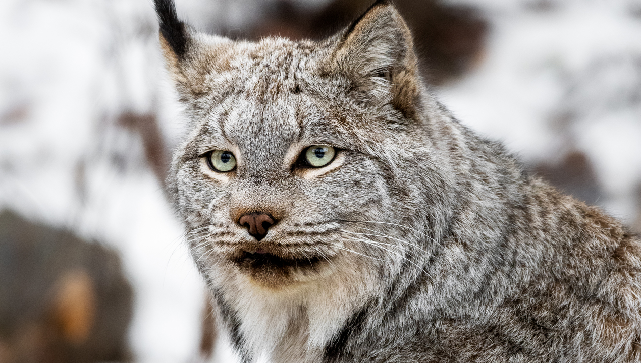 Visit the Ecomuseum Zoo: a naturally responsible activity — Enjoy ...
