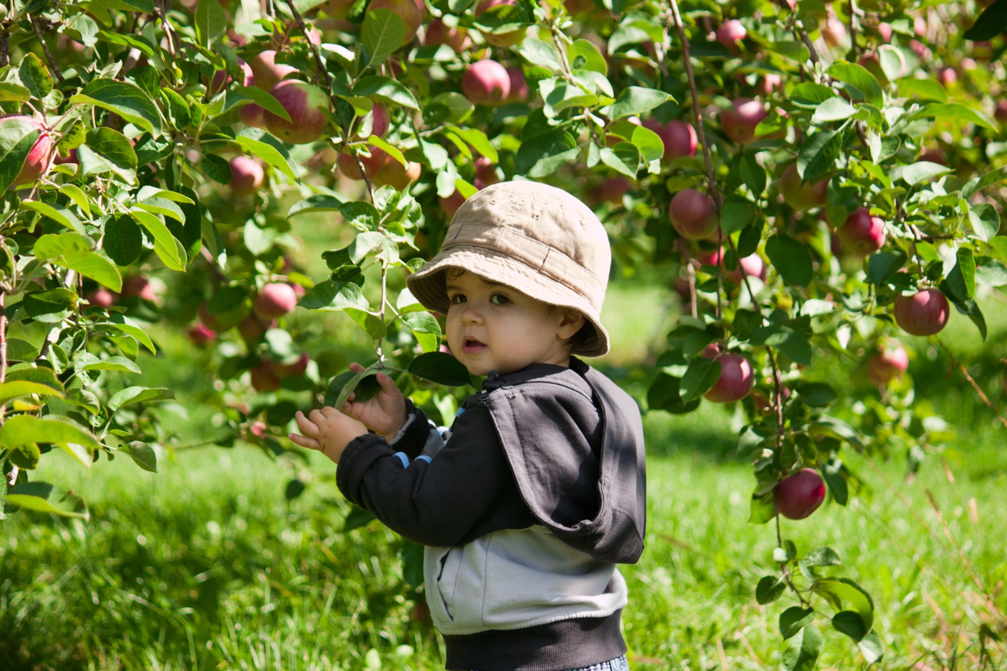 3 vergers à découvrir au Québec — Quoi faire au Québec
